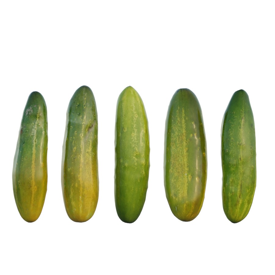 Cucumber 03 - 3D Model for VRay, Corona