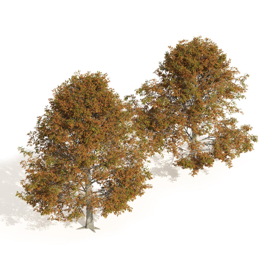 Autumn Quercus Imbricaria Oak Fall Trees - 3D Model for VRay, Corona