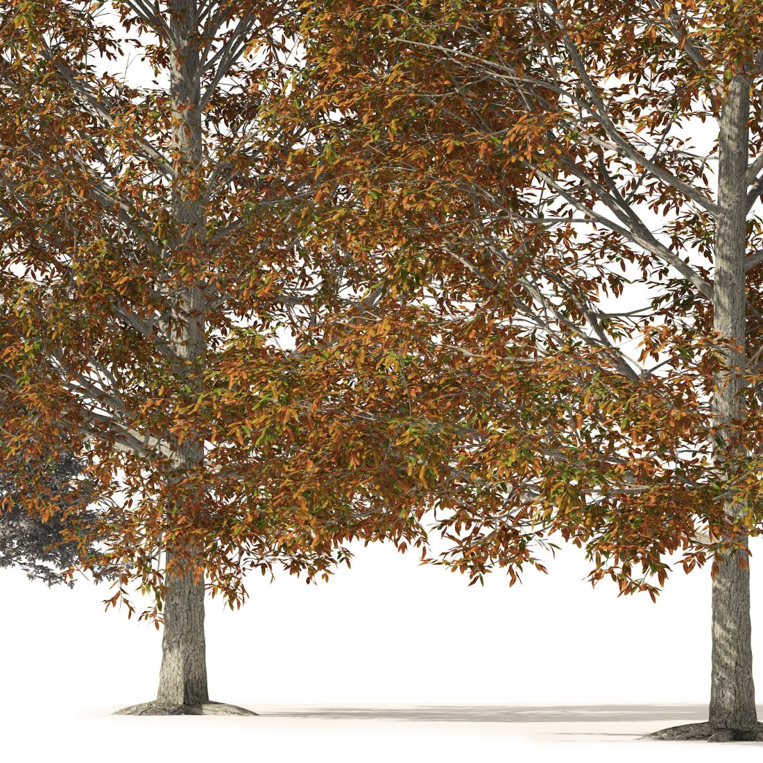 Autumn Quercus Imbricaria Oak Fall Trees - 3D Model for VRay, Corona