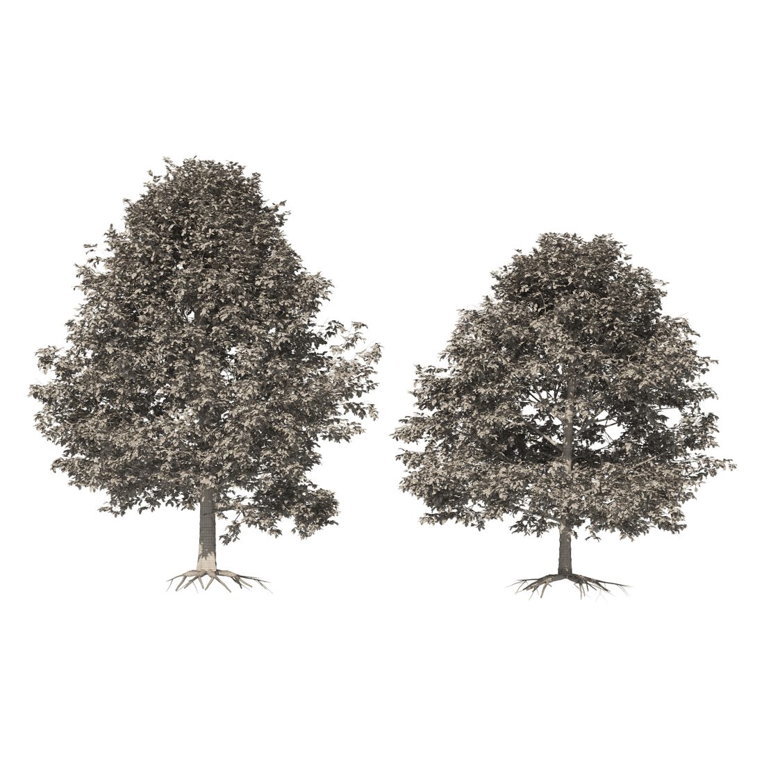 Autumn Quercus Imbricaria Oak Fall Trees - 3D Model for VRay, Corona