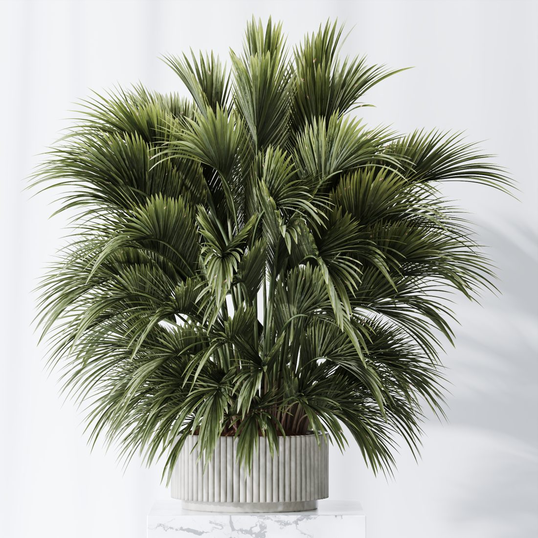 Areca Majesty Cat Reed Palm Vase 15 3D Model for VRay, Corona | CGMood