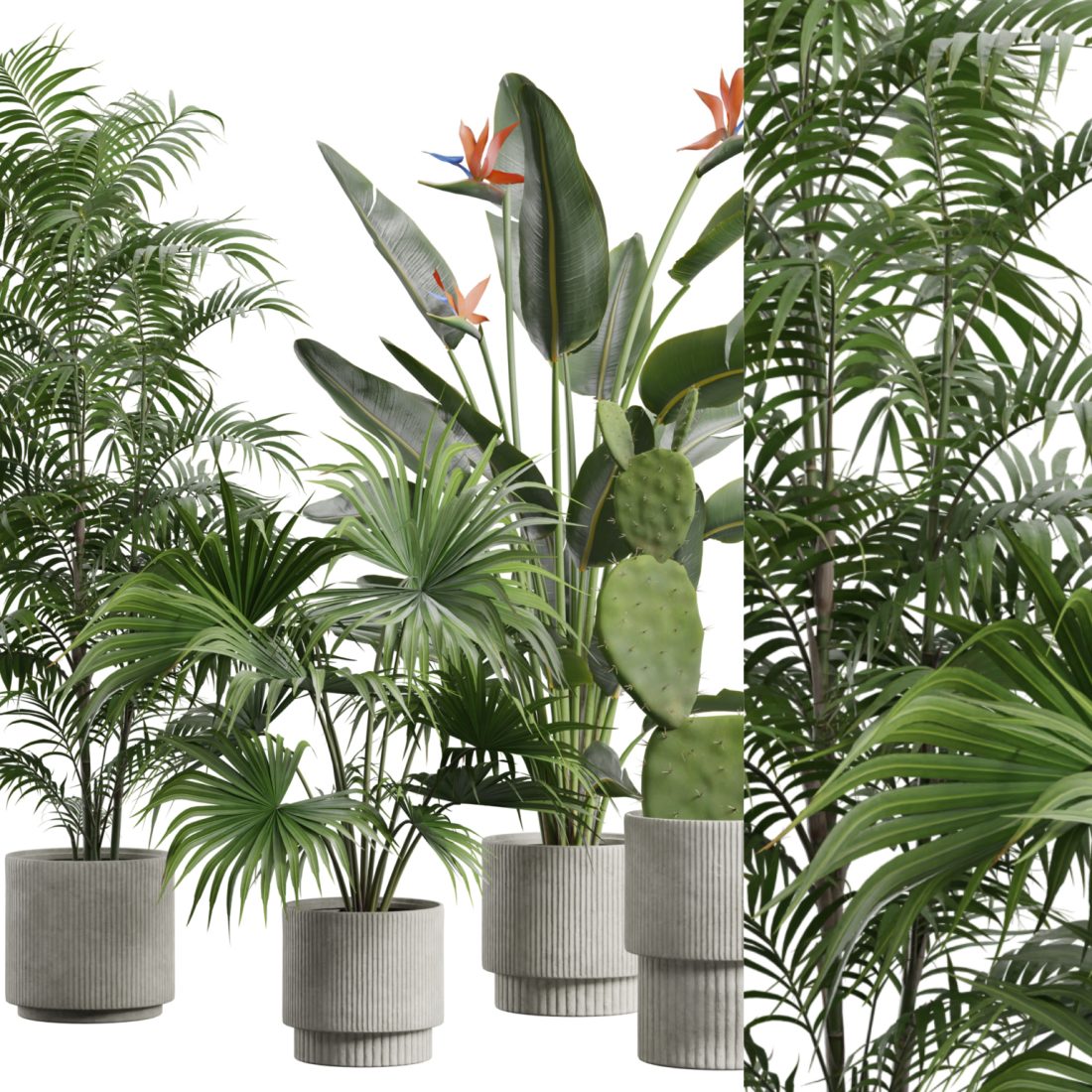 Indoor Plants Pack 59 - 3D Model for VRay, Corona