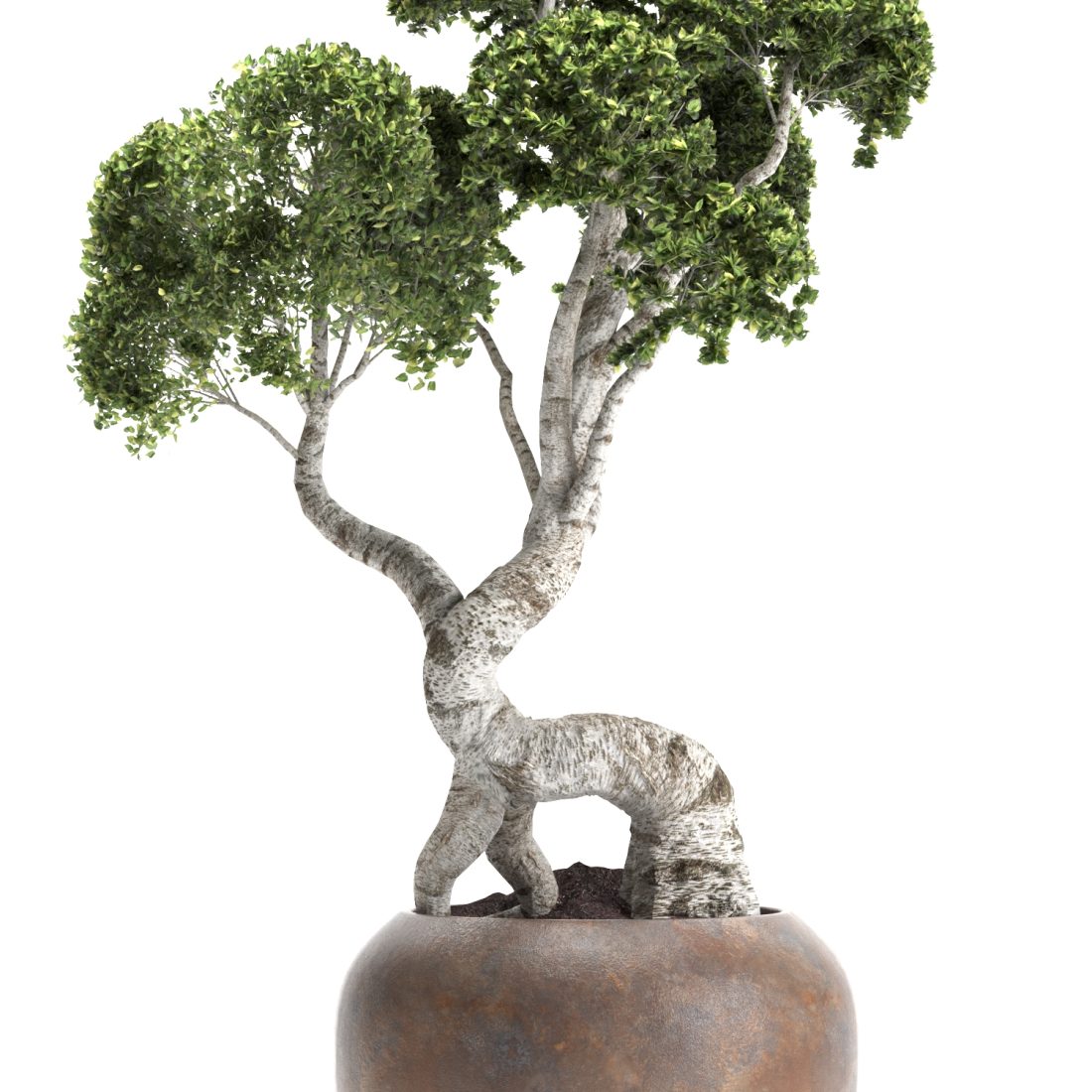 Indoor Bonsai Tree 3D Model for Corona | CGMood
