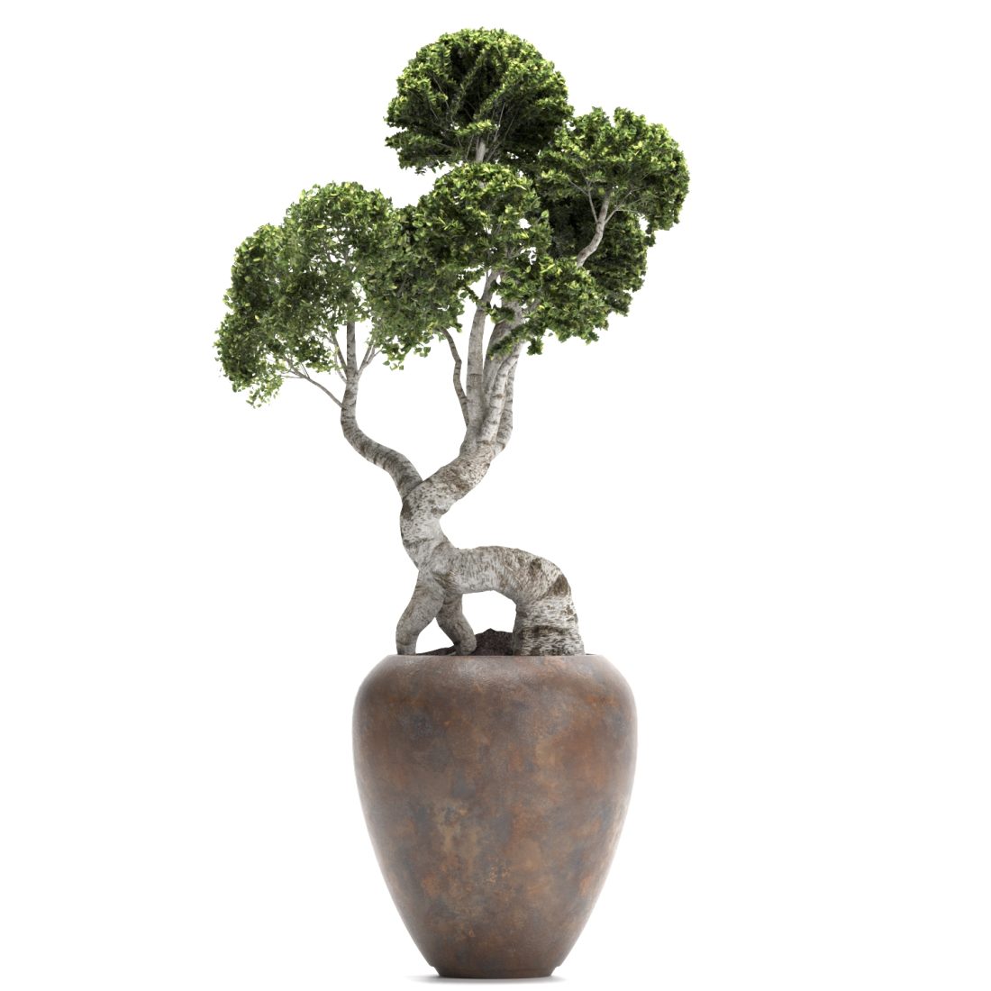 Indoor Bonsai Tree 3D Model for Corona | CGMood