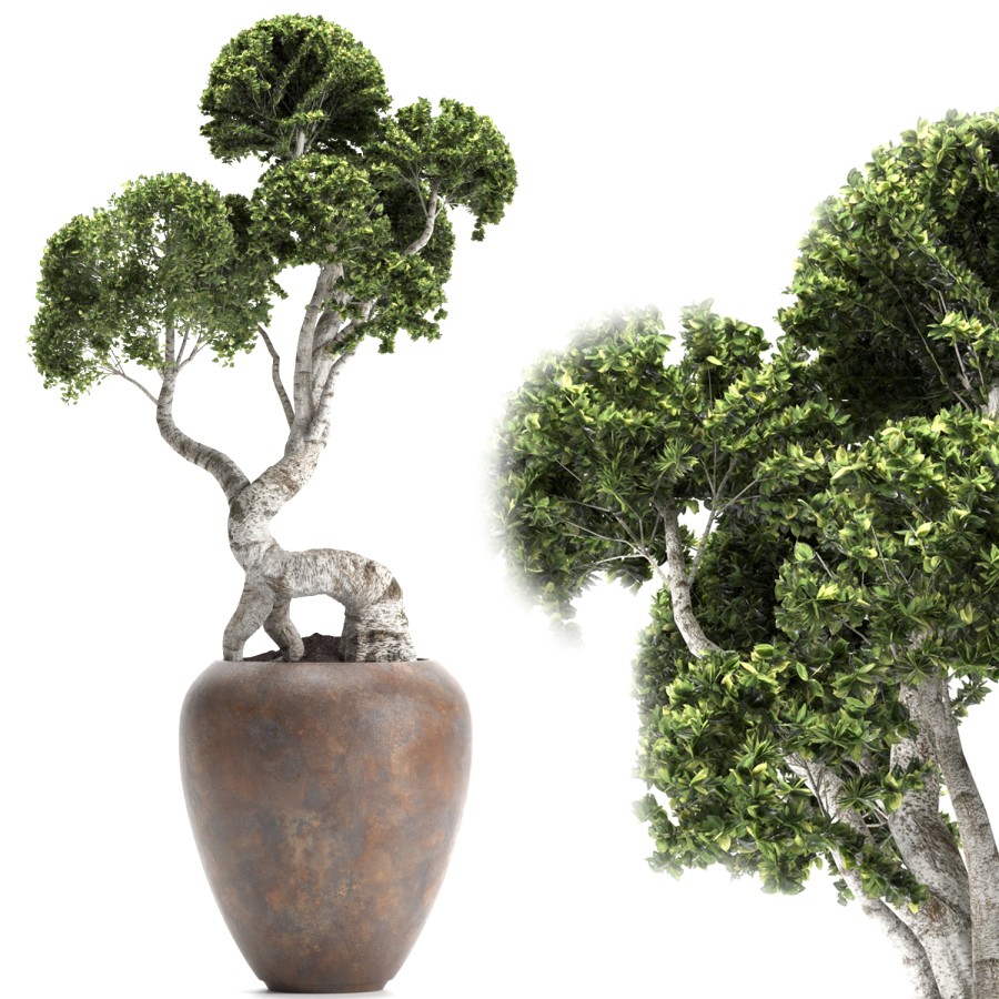 Indoor Bonsai Tree 3D Model for Corona | CGMood