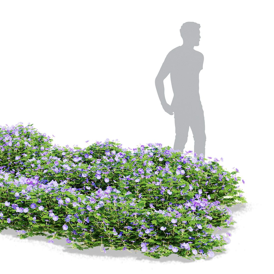 Geranium Hybride Rozanne - 3D Model for VRay, Corona