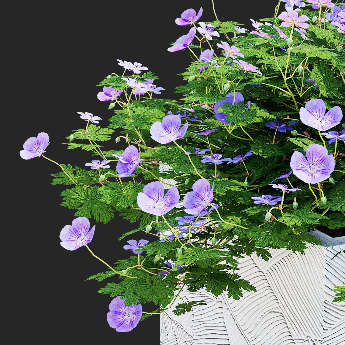 Geranium Hybride Rozanne - 3D Model for VRay, Corona