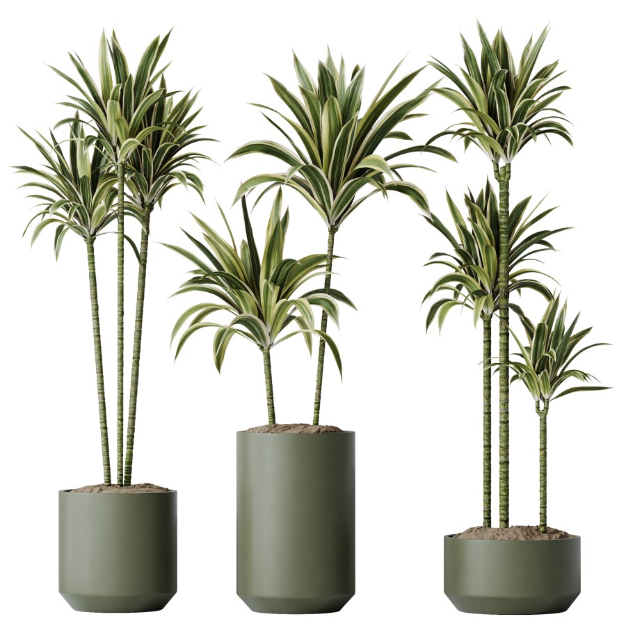 Houseplants Dracaena Warneckii Lemon Lime Cane Set 3D Model for VRay ...