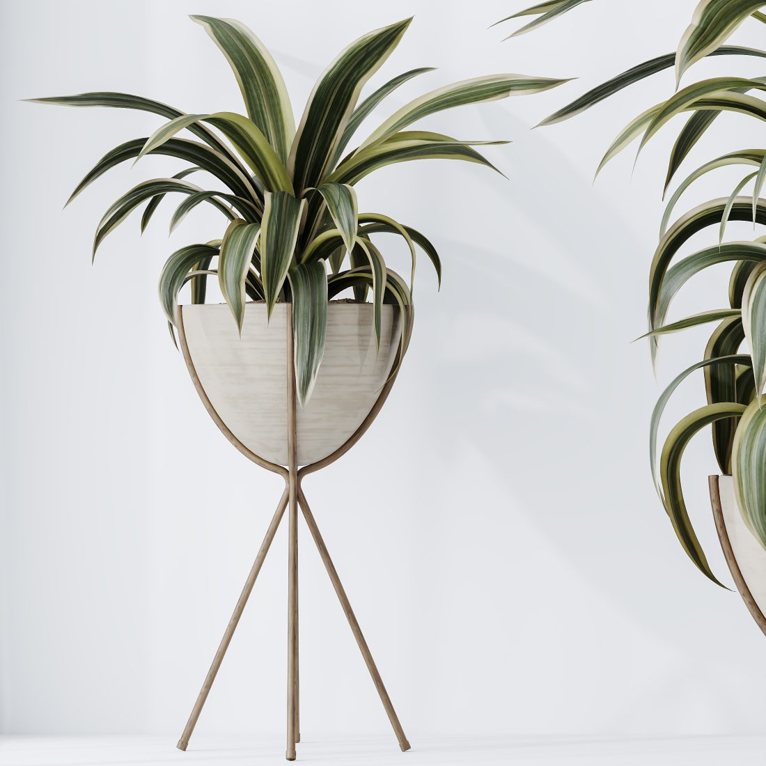 Houseplants Dracaena Warneckii Lemon Lime Cane - 3D Model for VRay, Corona