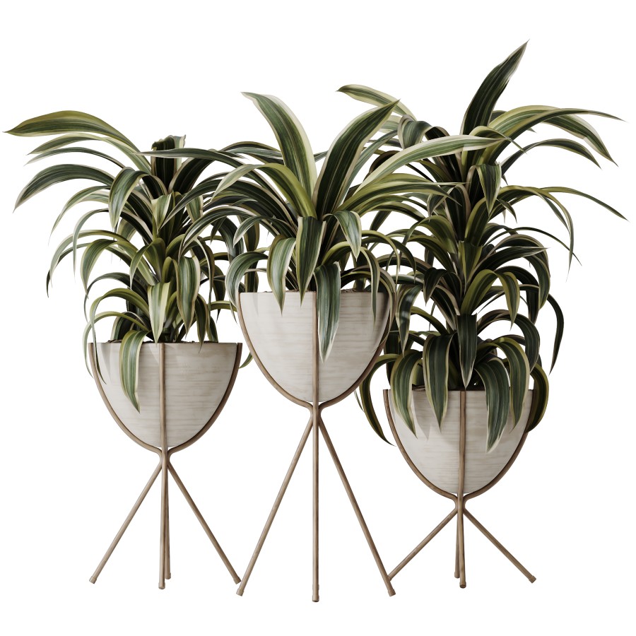 Houseplants Dracaena Warneckii Lemon Lime Cane - 3D Model for VRay, Corona
