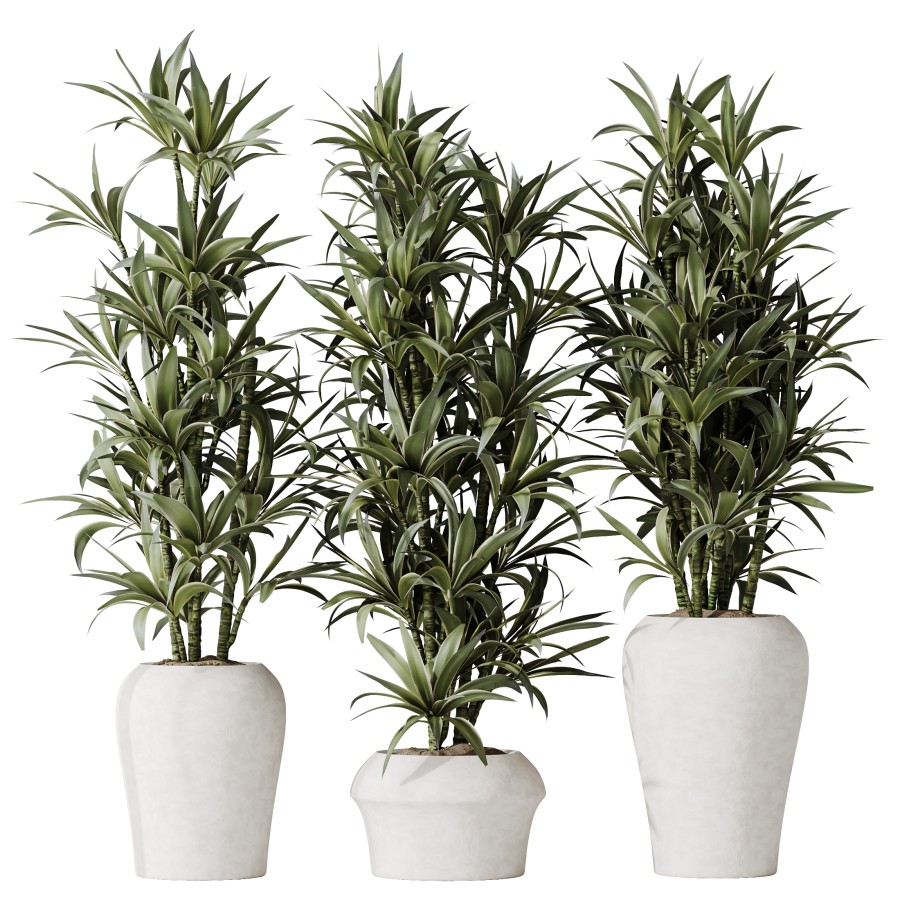 Houseplants Dracaena Warneckii Lemon Lime Cane 04 - 3D Model for VRay ...