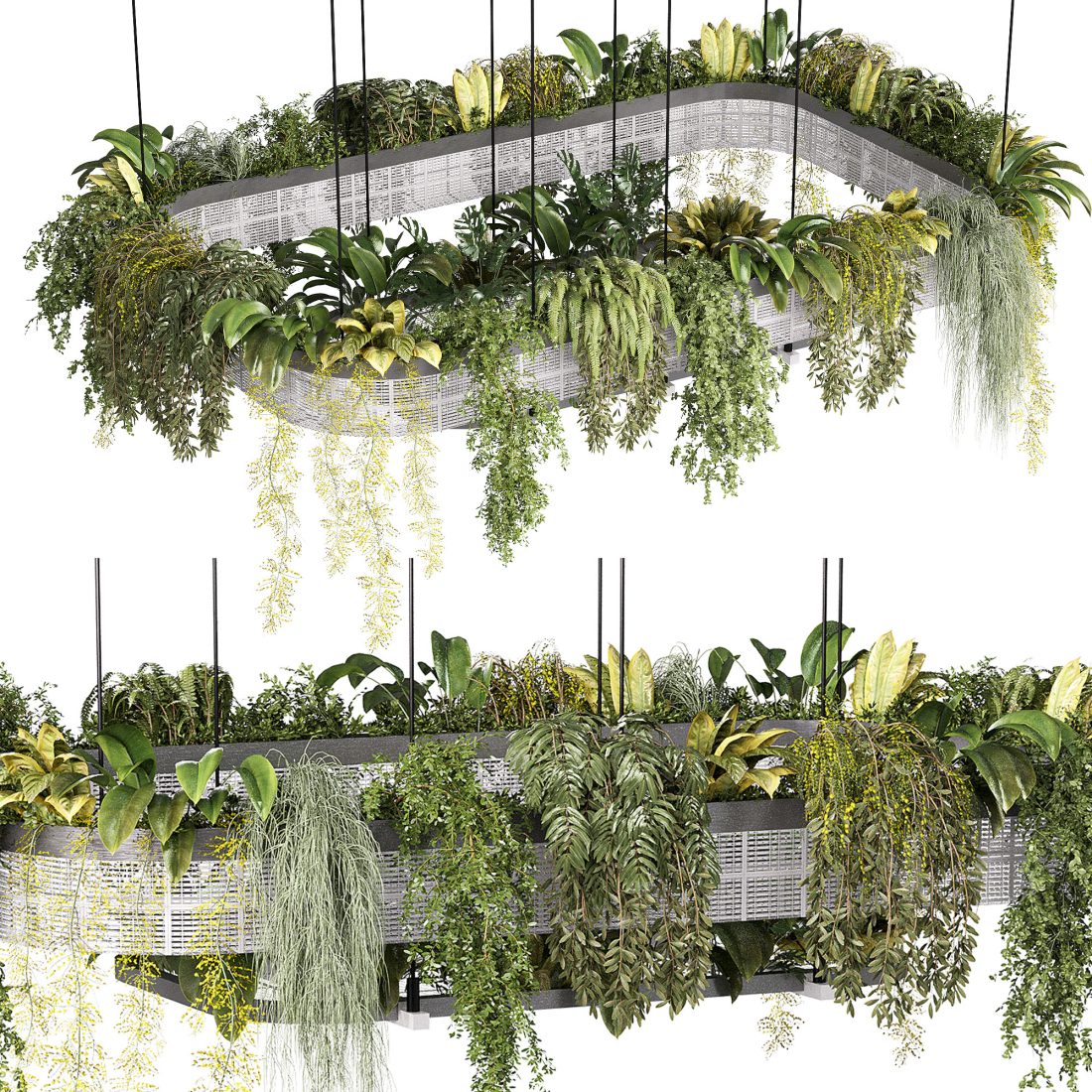 Hanging Indoor Plants 02 - 3D Model for Corona