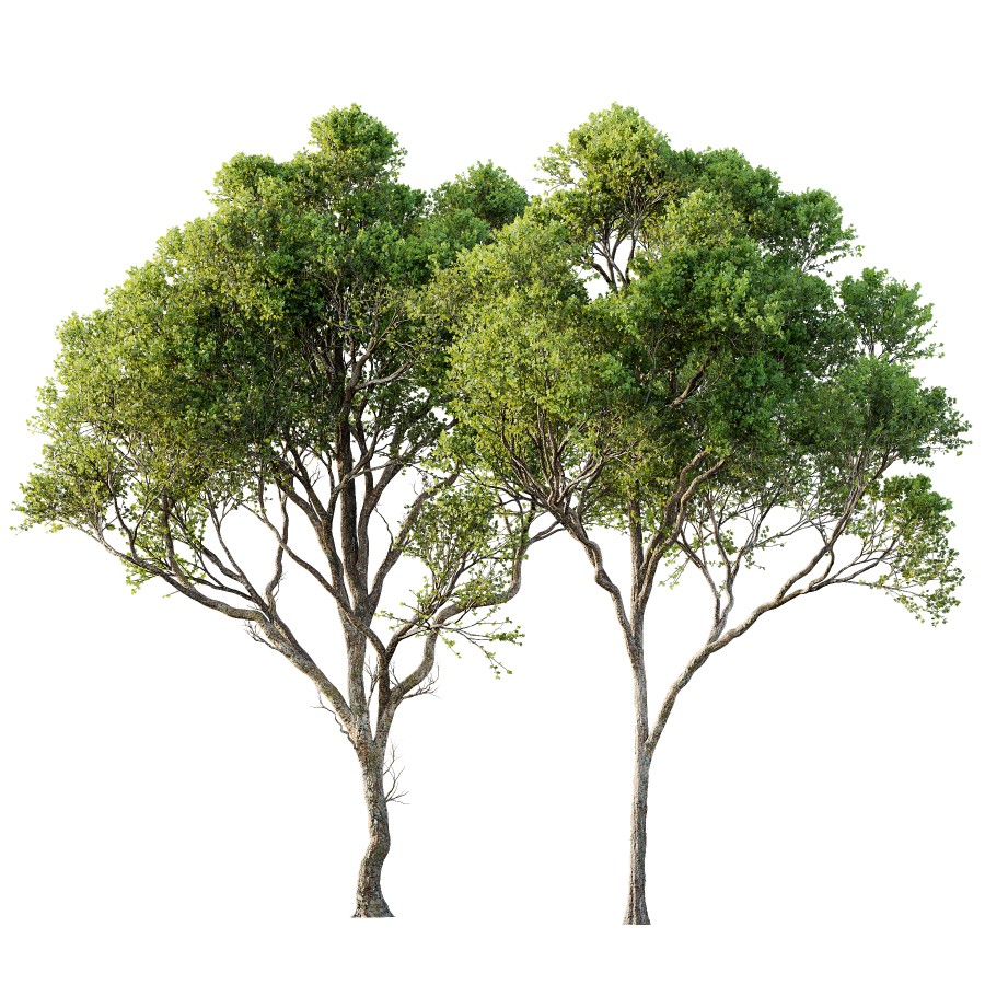 Acer Pseudoplatanus 04 Spring Trees - 3D Model for VRay, Corona