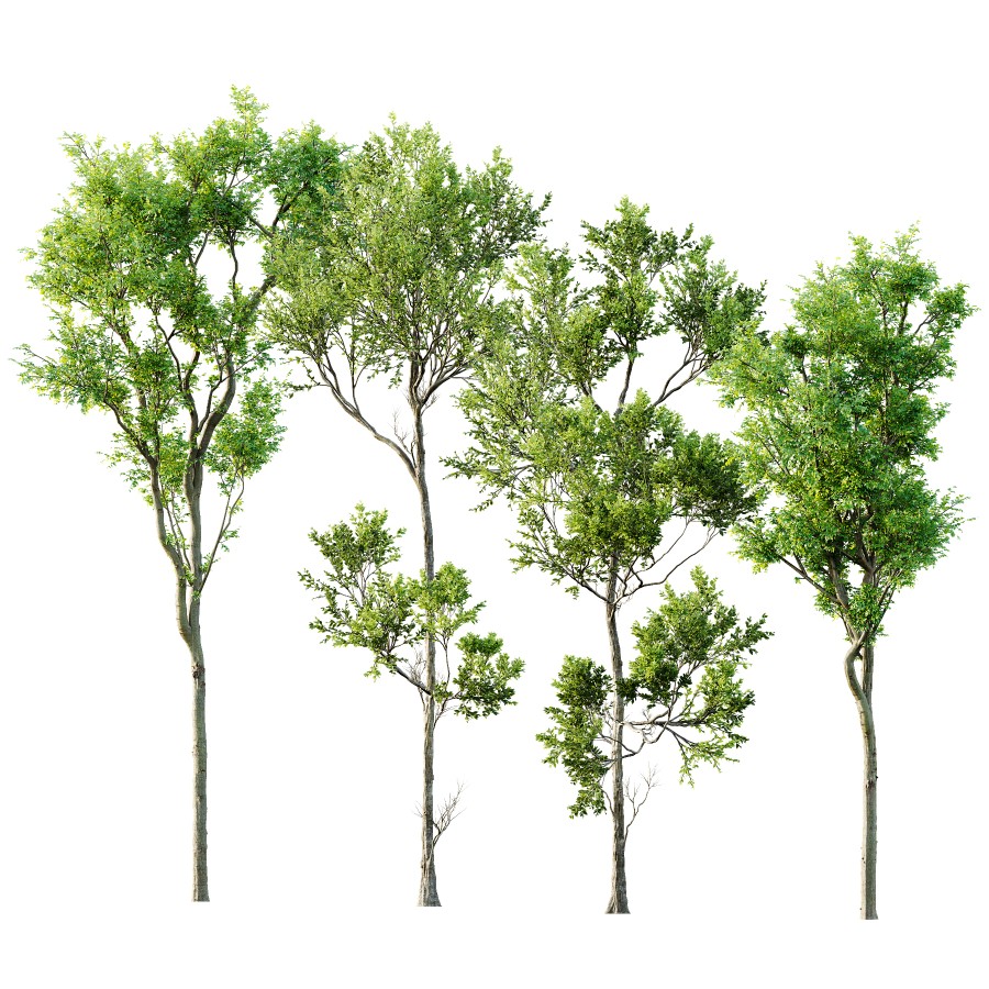 Fagus Grandifolia And Celtis Australis - 3D Model for VRay, Corona