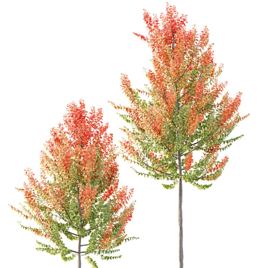 Plants Acer X Freemanii Freeman Maple Sapindaceae2 3D Model for VRay ...