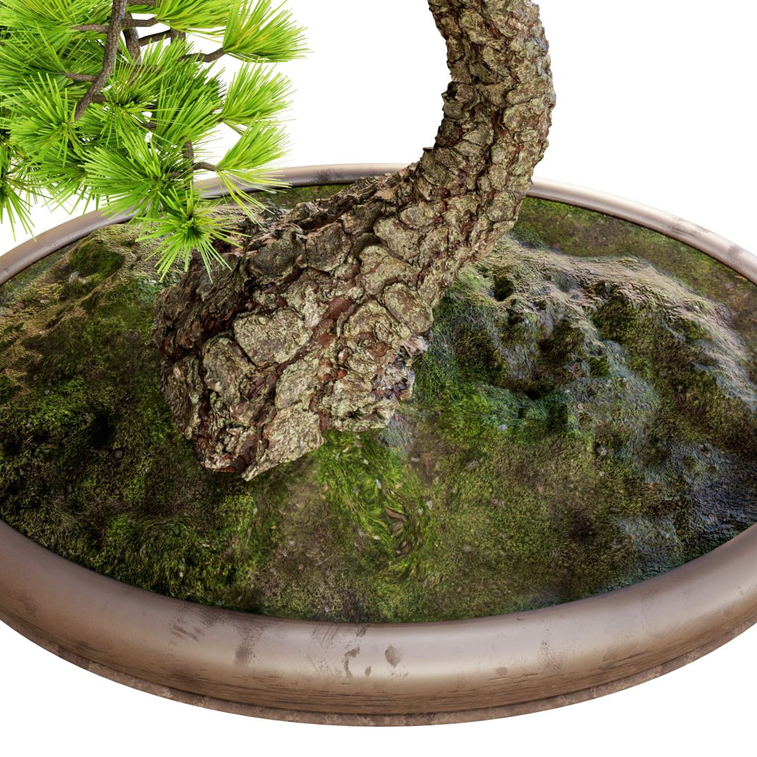 Bonsai 02 | Pbr | Midpoly | Hq 3D Model for VRay, Corona | CGMood