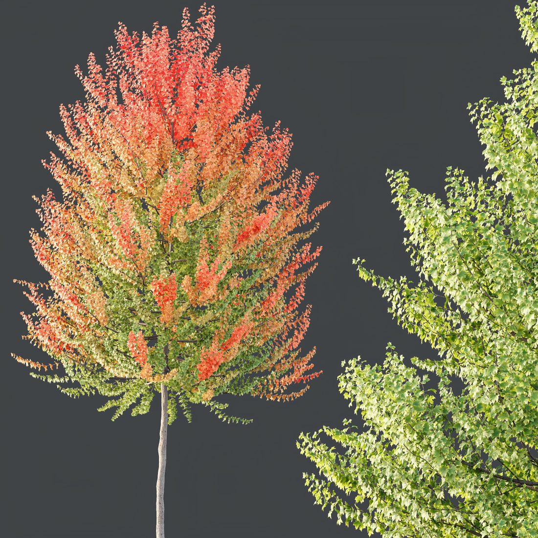 Plants Acer X Freemanii Freeman Maple Sapindaceae3 - 3D Model for VRay ...