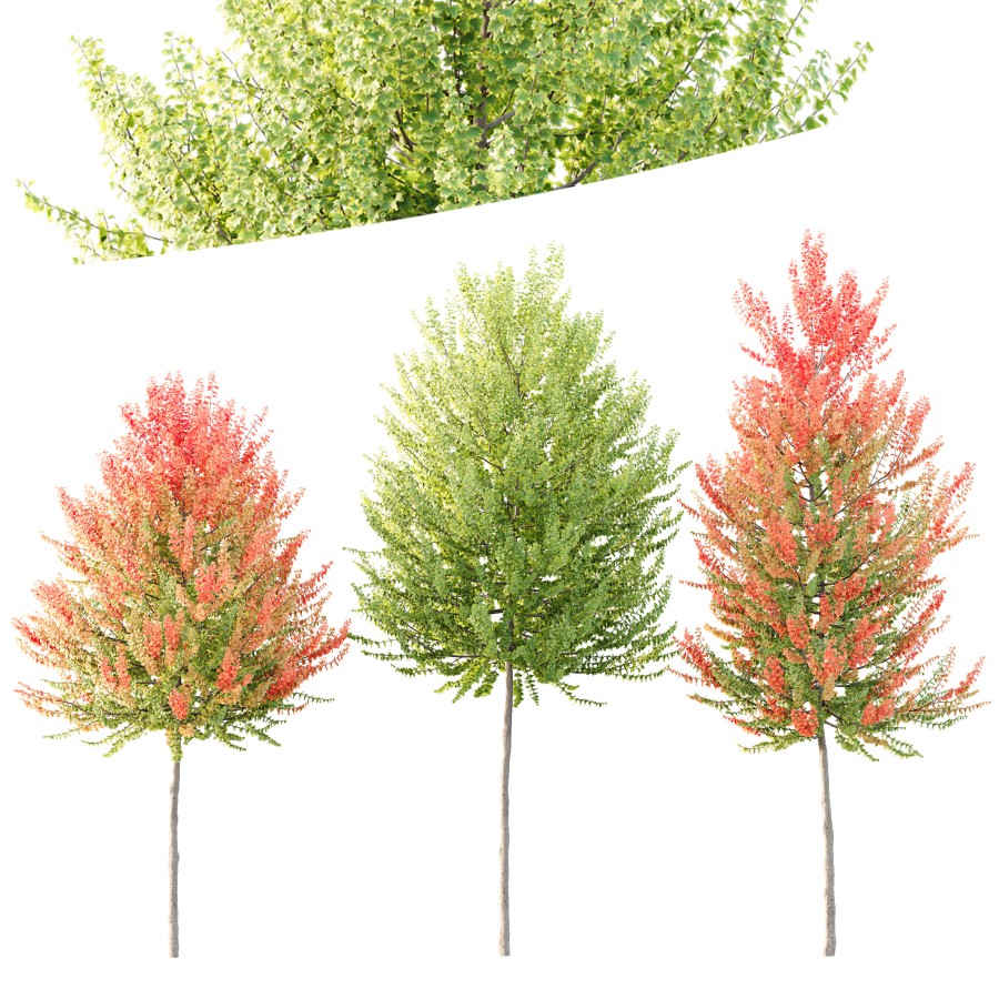 Plants Acer X Freemanii Freeman Maple Sapindaceae3 - 3D Model for VRay ...