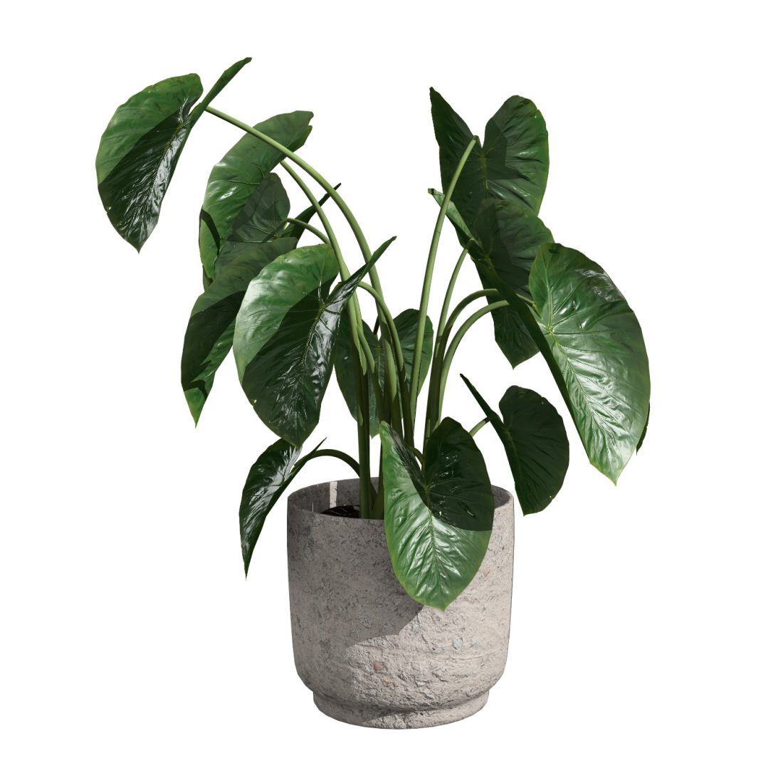 Tropical Oasis Of 3 Pot Plants 3D Model for VRay, Corona | CGMood