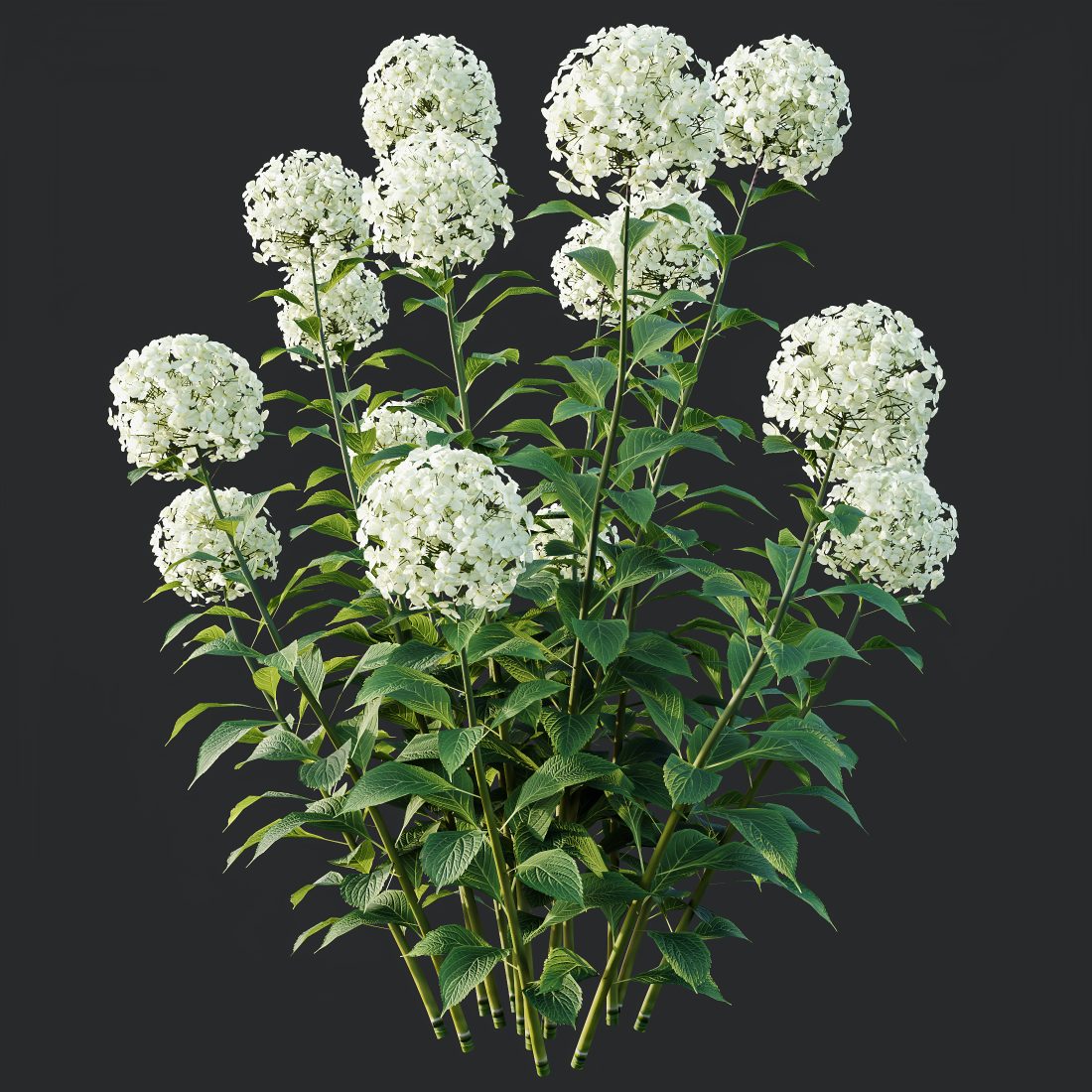 Plants Smooth Wild Hydrangea Arborescens Annabelle 3D Model for VRay ...