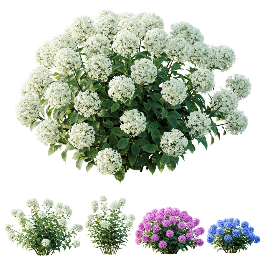 Plants Smooth Wild Hydrangea Arborescens Annabelle 3D Model for VRay ...