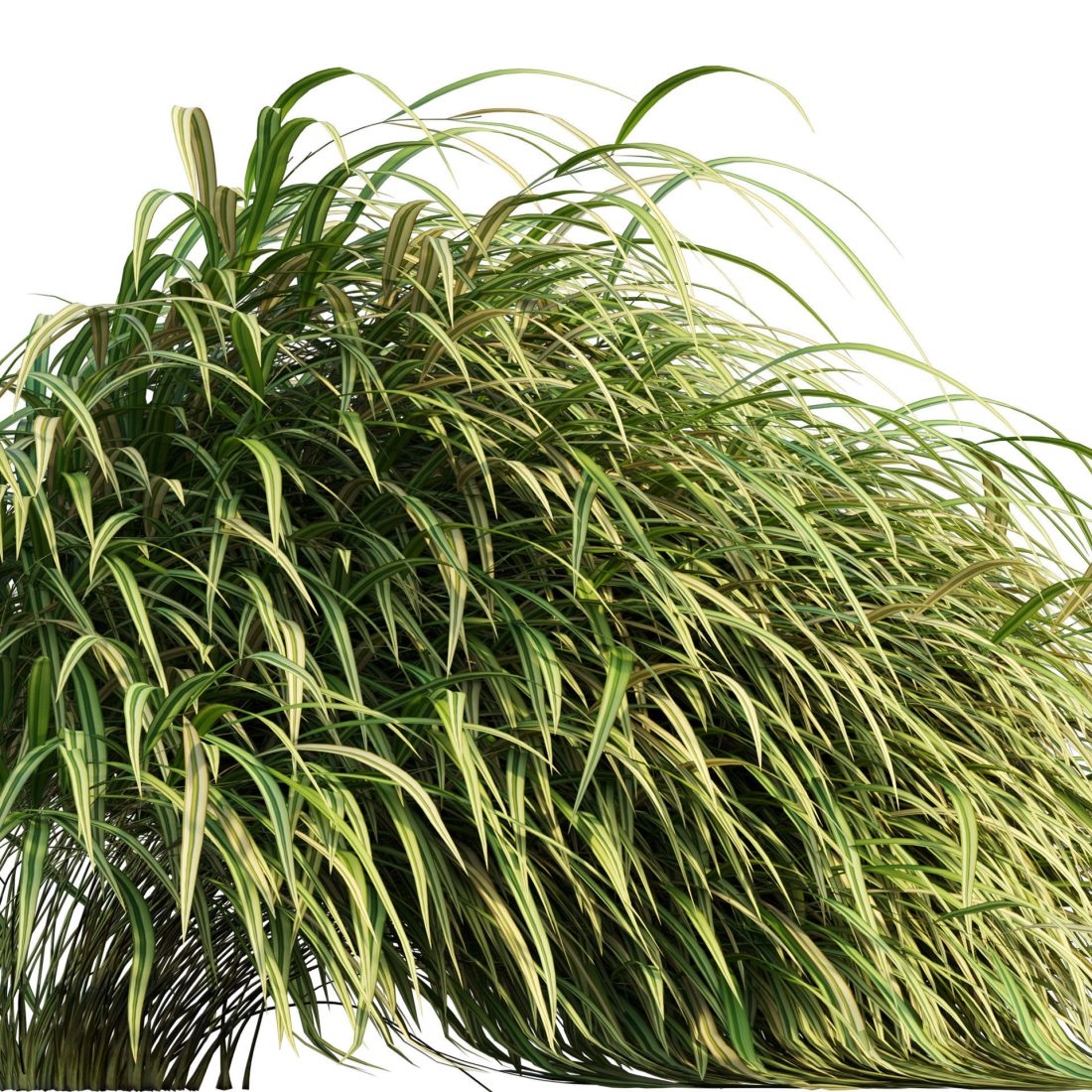 Hakonechloa Macra - Japanese Forest Grass - 3D Model for VRay