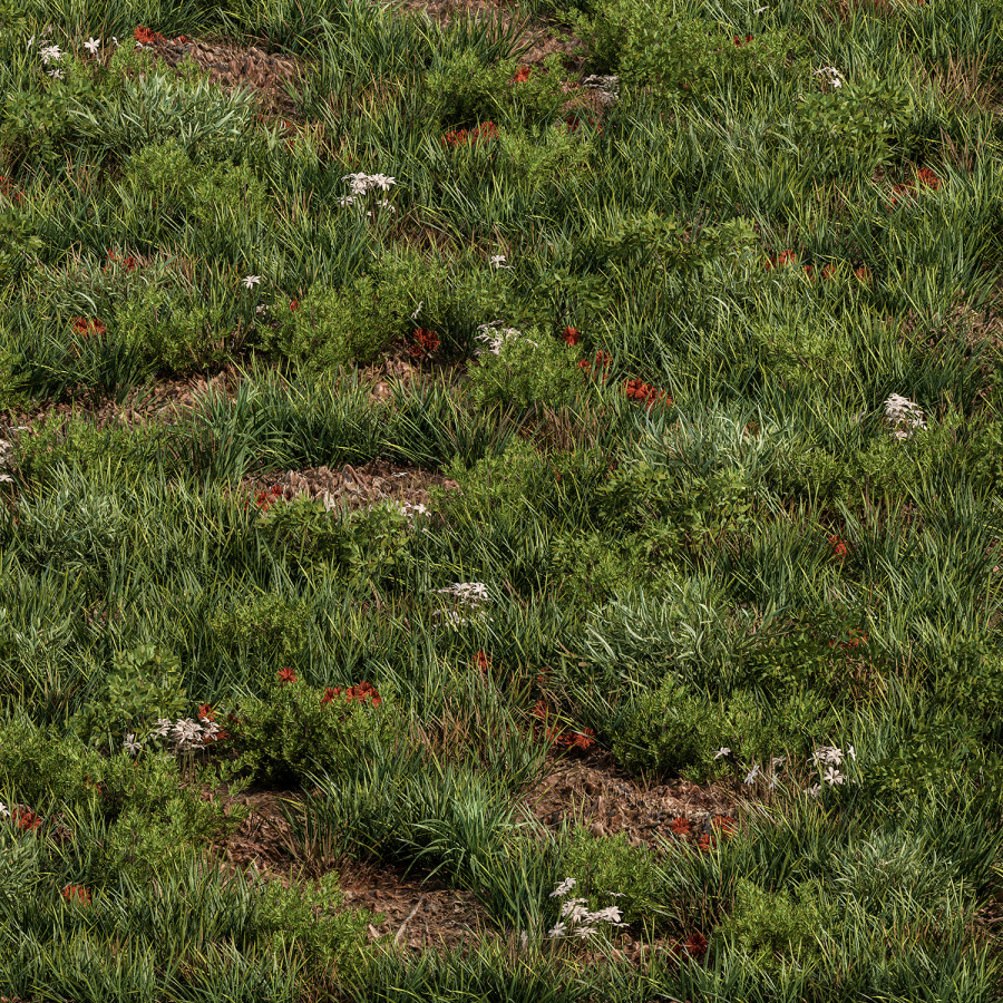 Spring Grass - Grass Set 07 3D Model for VRay, Corona | CGMood