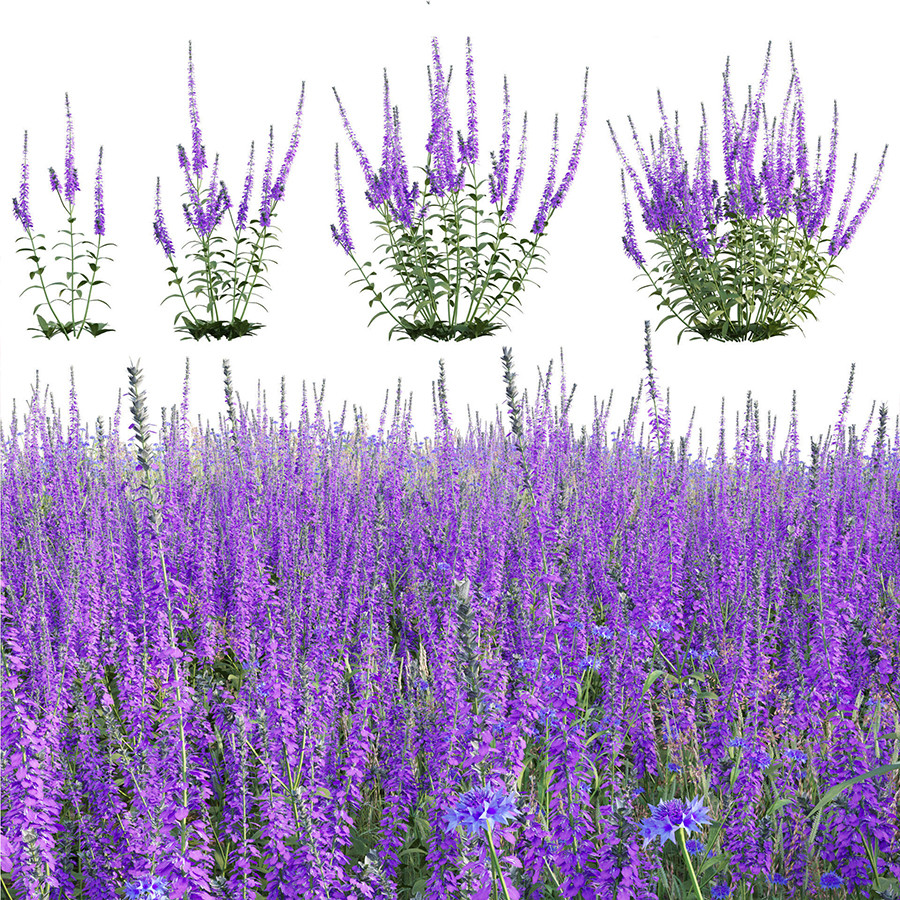 Salvia Nemorosa Caradonna - Balkan Clary Caradonna - 3D Model for VRay