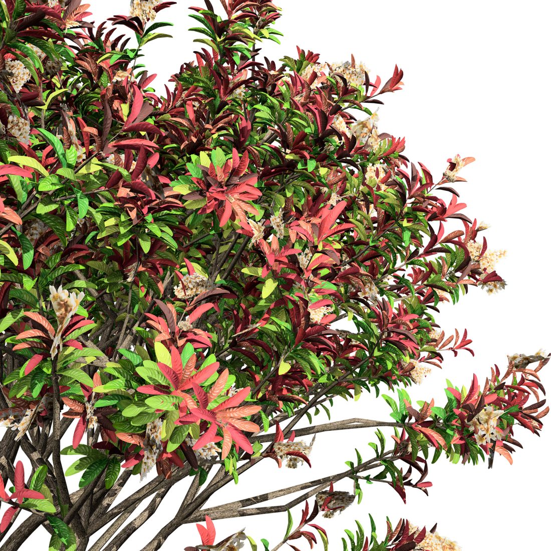 Loquat Tree 3d Model 3D Model for VRay, Corona | CGMood