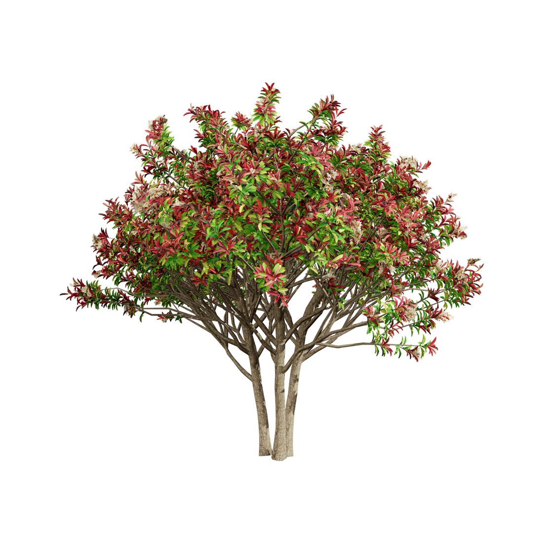 Loquat Tree 3d Model 3D Model for VRay, Corona | CGMood