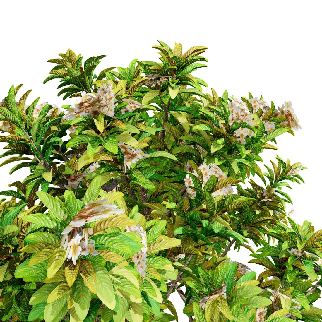 Loquat Tree 3d Model 3D Model for VRay, Corona | CGMood