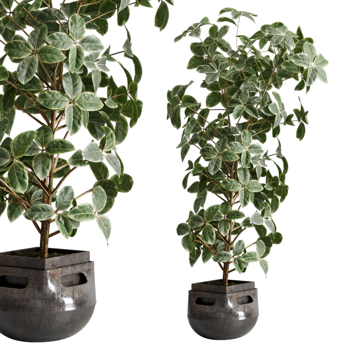 Ficus Benjamina - Ficus Elastica In A Old Dirty Me 3D Model for VRay ...