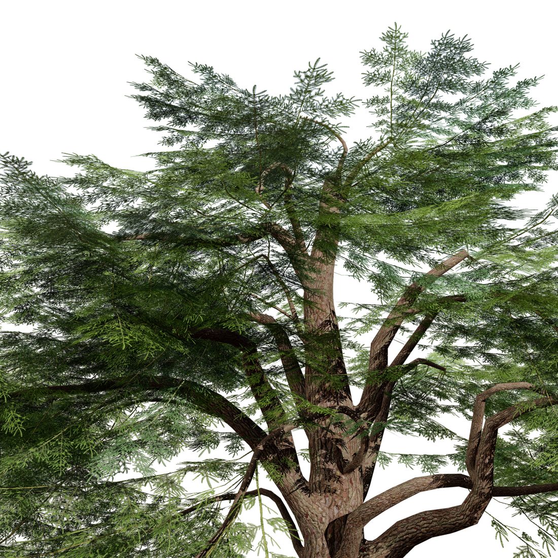 Game Ready Cedar Of Lebanon Trees 3d Assets 3D Model for VRay, Corona ...