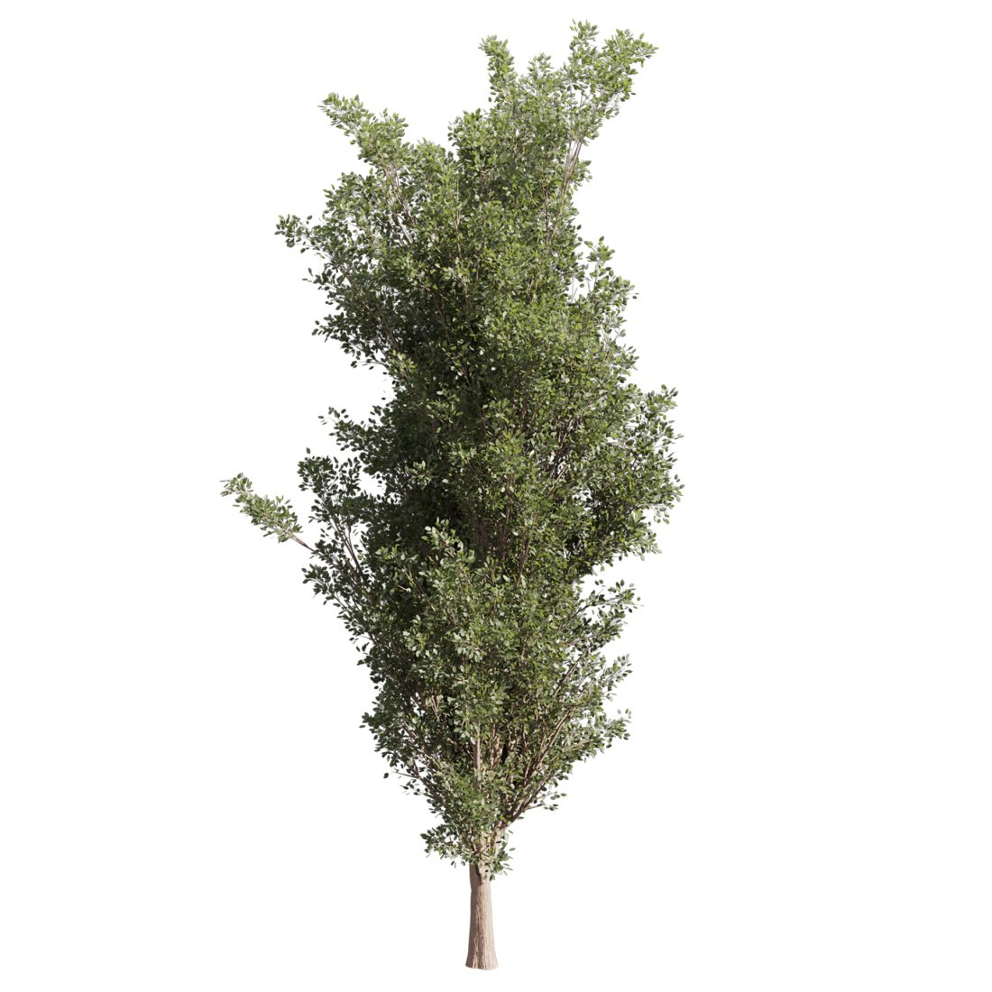Collection Plant Vol 612 - Populus - Tremuloides - 3D Model for VRay ...