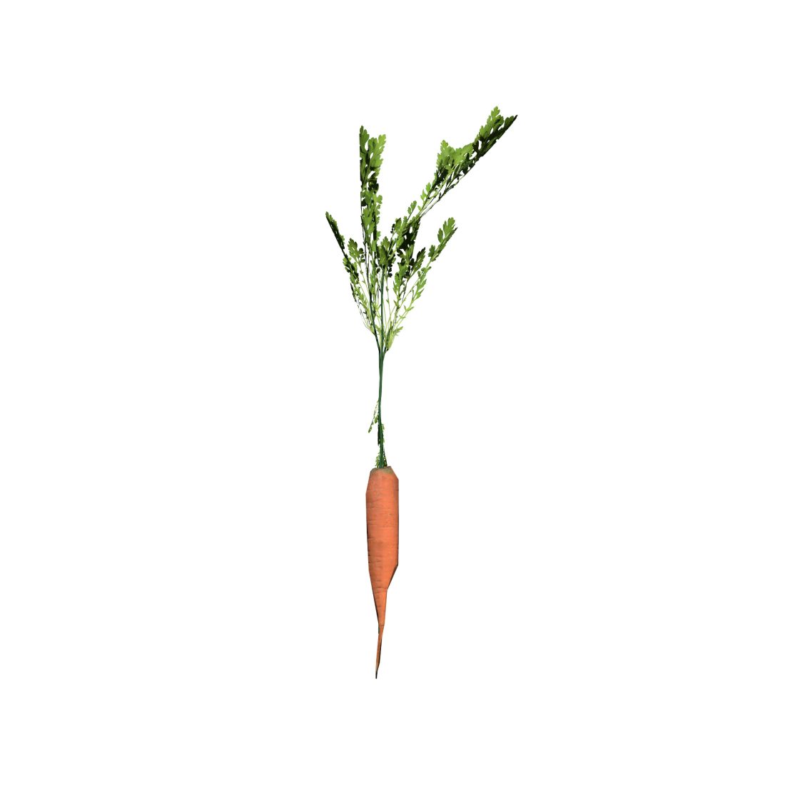 3d Carrot Plant - 3D Model for VRay, Corona