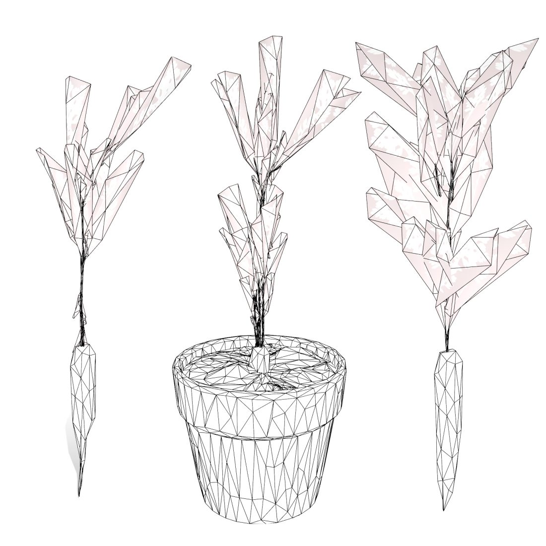 3d Carrot Plant - 3D Model for VRay, Corona