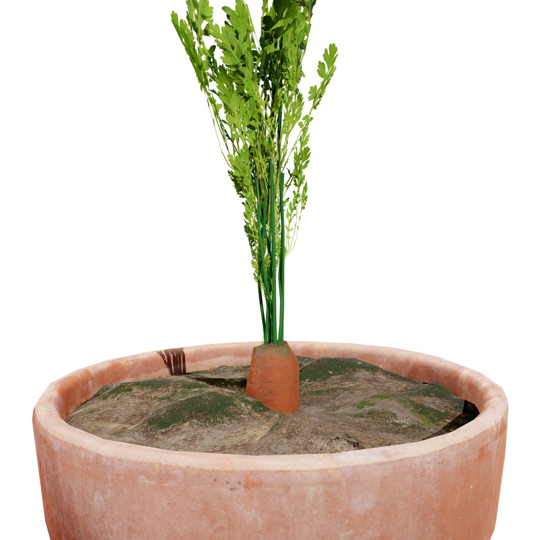 3d Carrot Plant - 3D Model for VRay, Corona