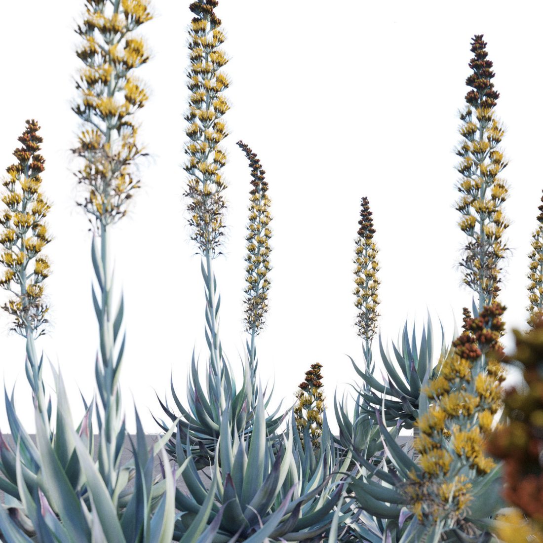 Agave Blue Flame 3D Model for VRay, Corona | CGMood