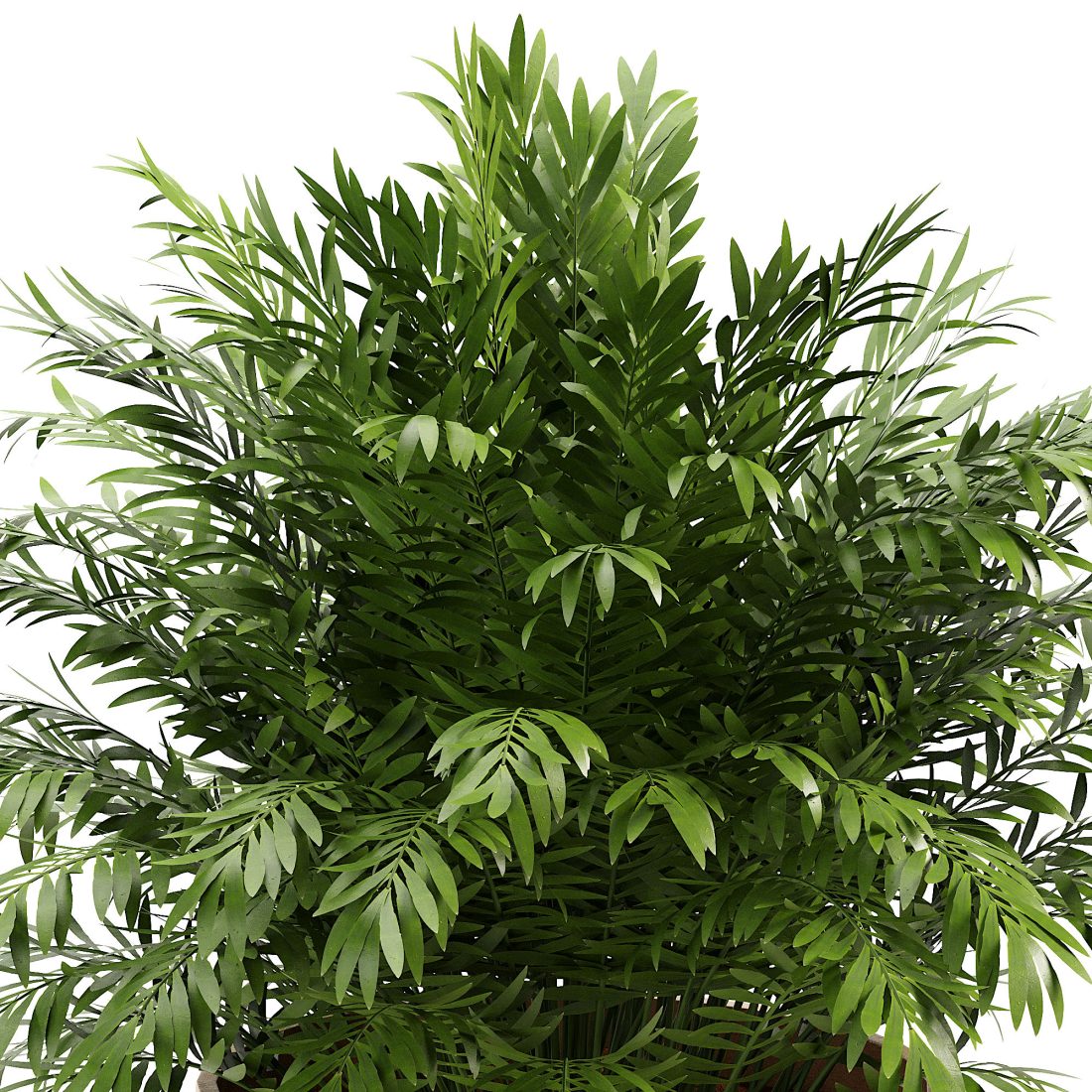 Happy Birthday Parlor Palm - 3D Model for Corona