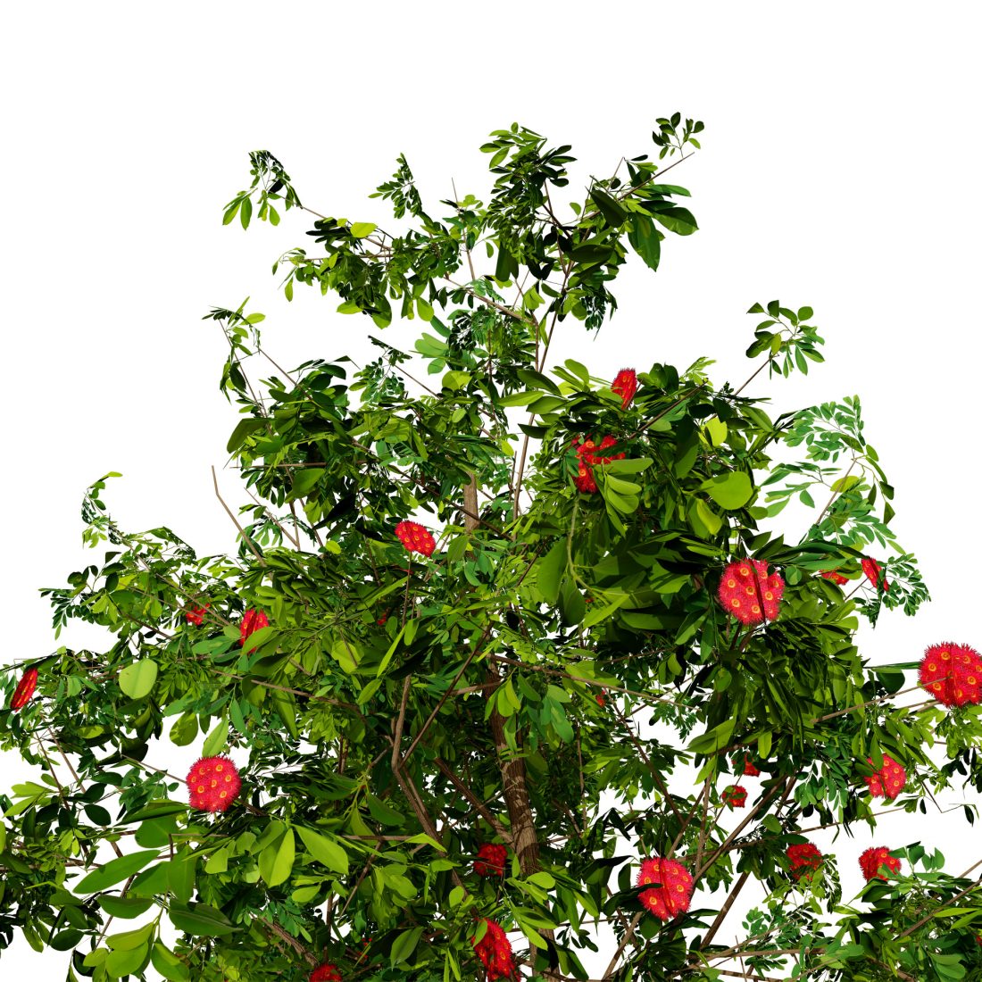 Flowering Gum Tree 3d Model 3D Model for VRay, Corona | CGMood