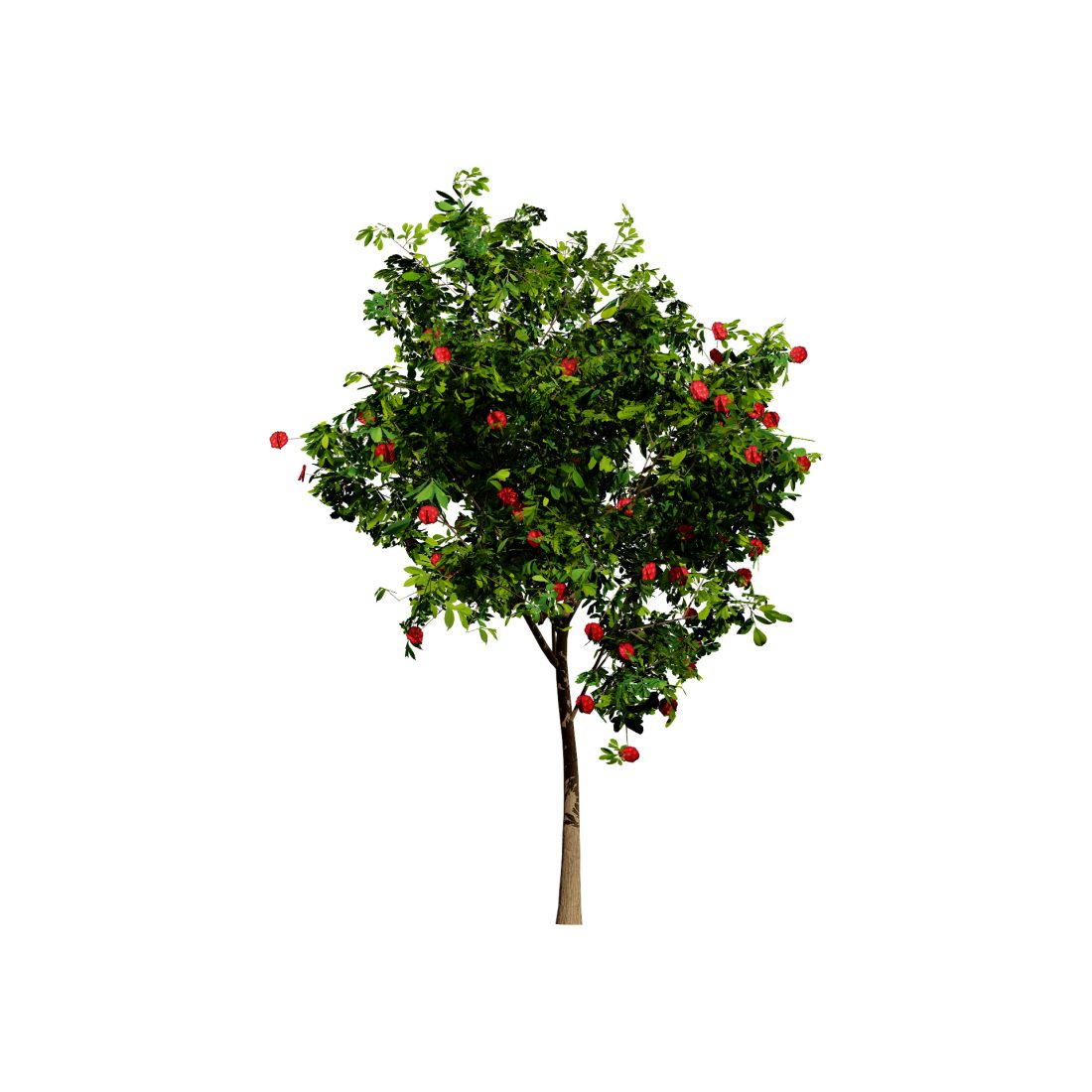 Flowering Gum Tree 3d Model 3D Model for VRay, Corona | CGMood