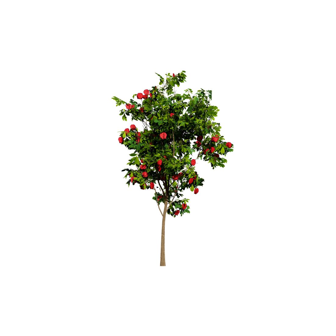 Flowering Gum Tree 3d Model 3D Model for VRay, Corona | CGMood