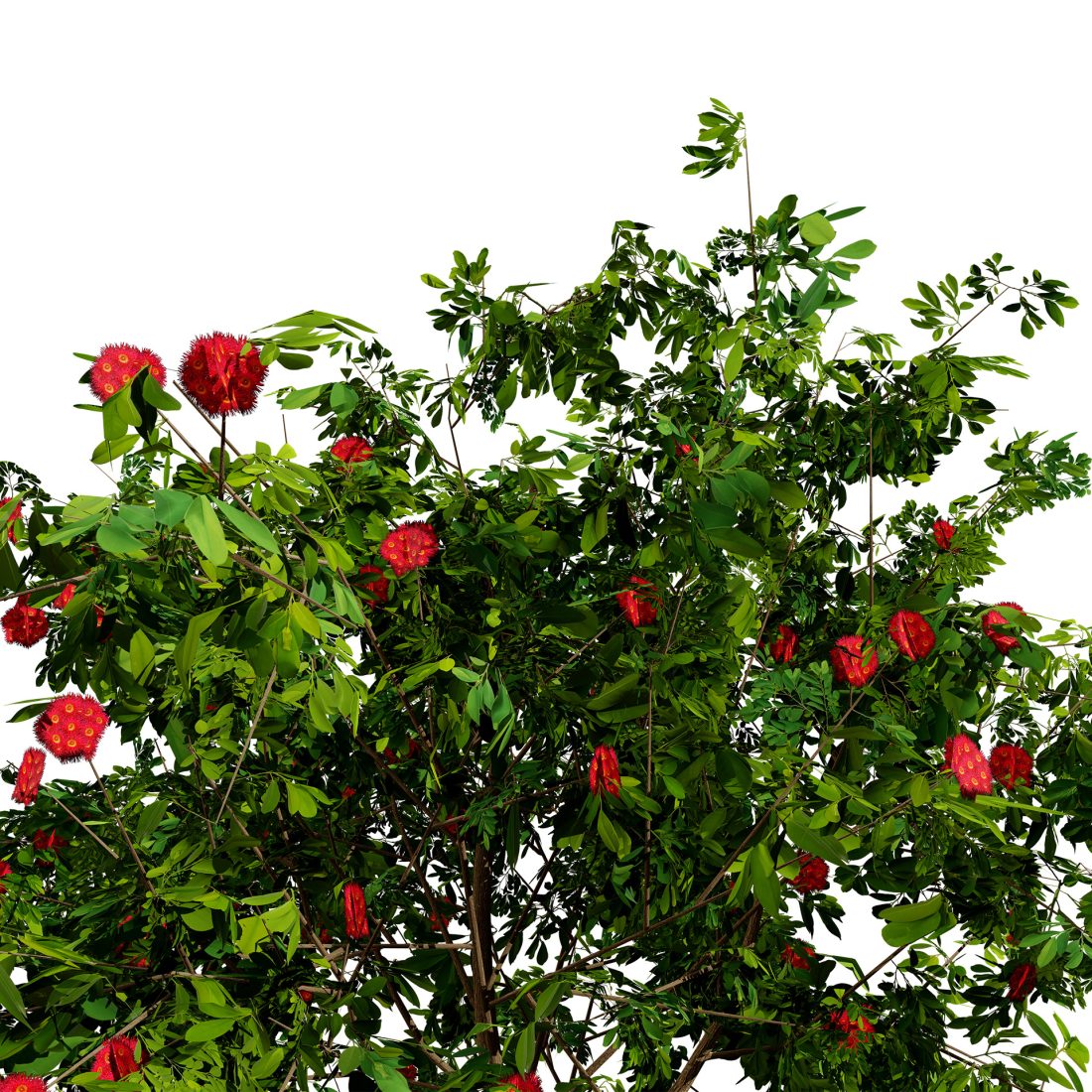 Flowering Gum Tree 3d Model 3D Model for VRay, Corona | CGMood