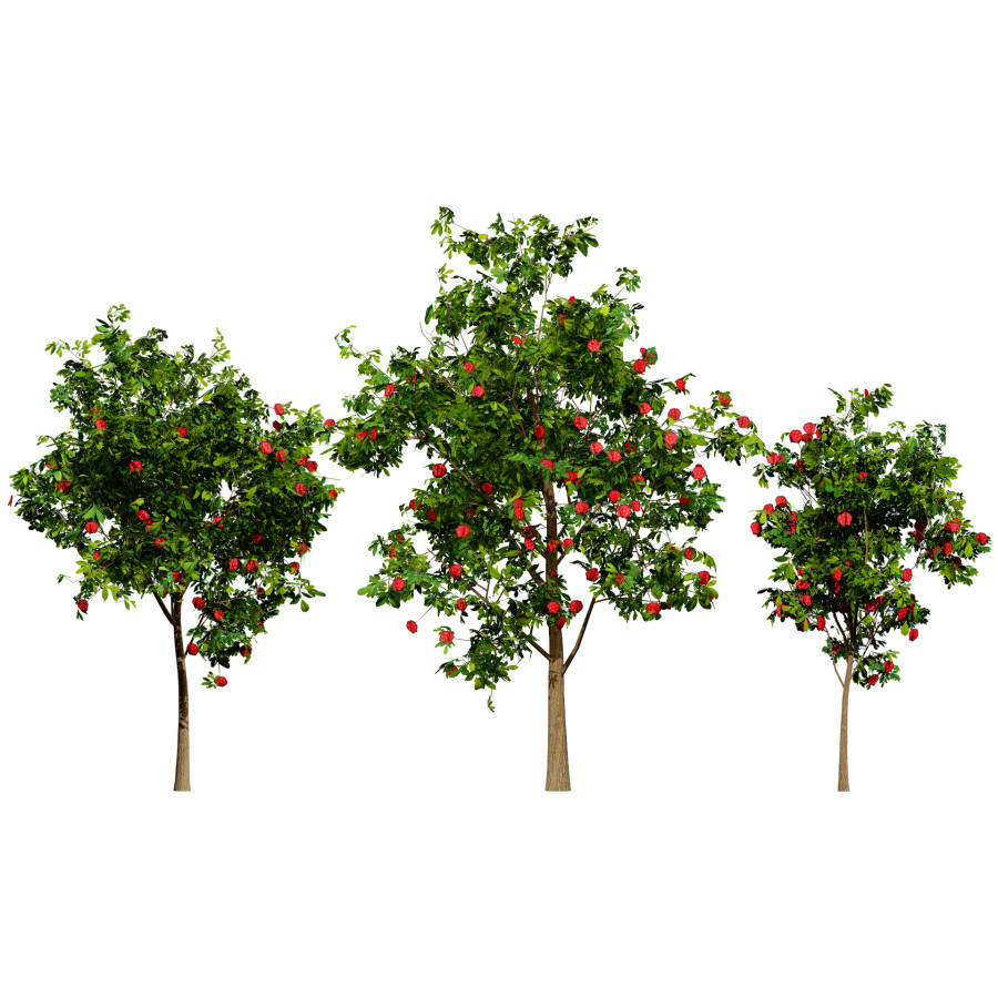 Flowering Gum Tree 3d Model 3D Model for VRay, Corona | CGMood