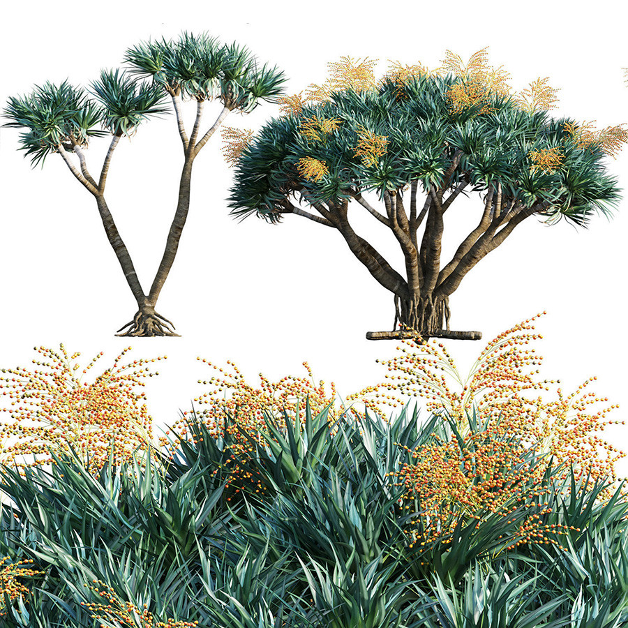 Dracaena Draco – Canary Islands Dragon Tree – 03 - 3D Model for VRay ...