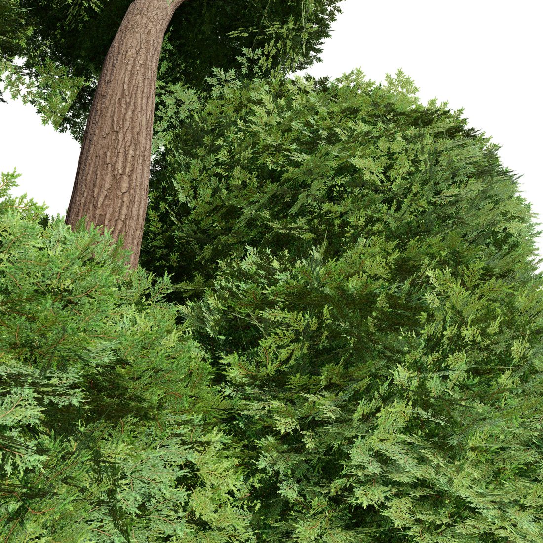 Juniper & Bush 3d Model - 3D Model for VRay, Corona