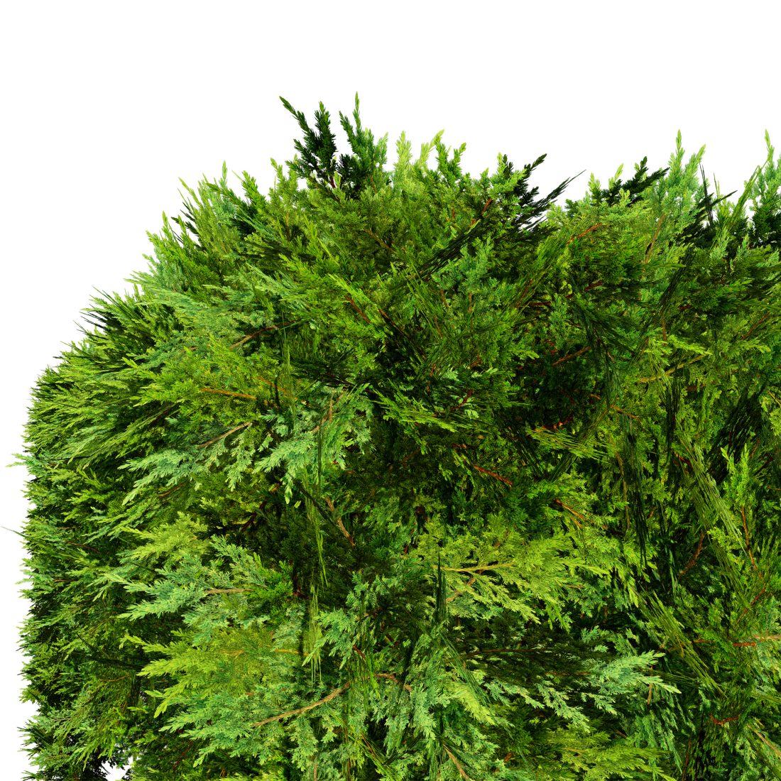 Juniper & Bush 3d Model - 3D Model for VRay, Corona