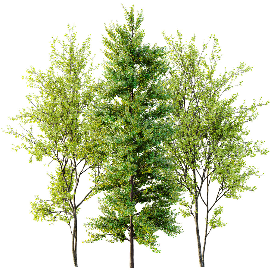 Av Acer Saccharinum And European Bladdernut - 3D Model for VRay, Corona