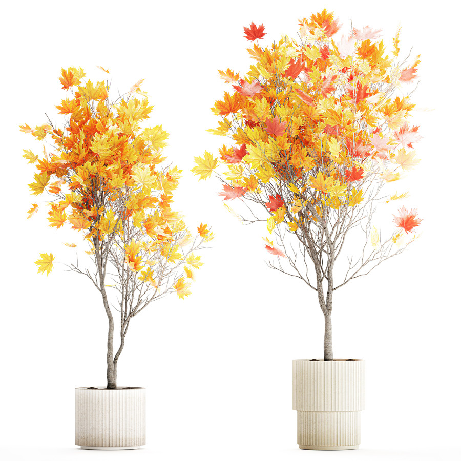 Trees Autumn Leaves White Flowerpot Maple Sycamore 3D Model for VRay ...