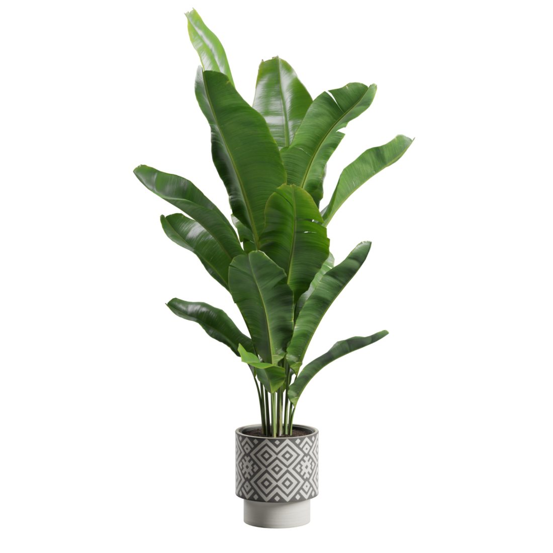 Strelitzia Reginae Pattern Pot - 3D Model for VRay, Corona